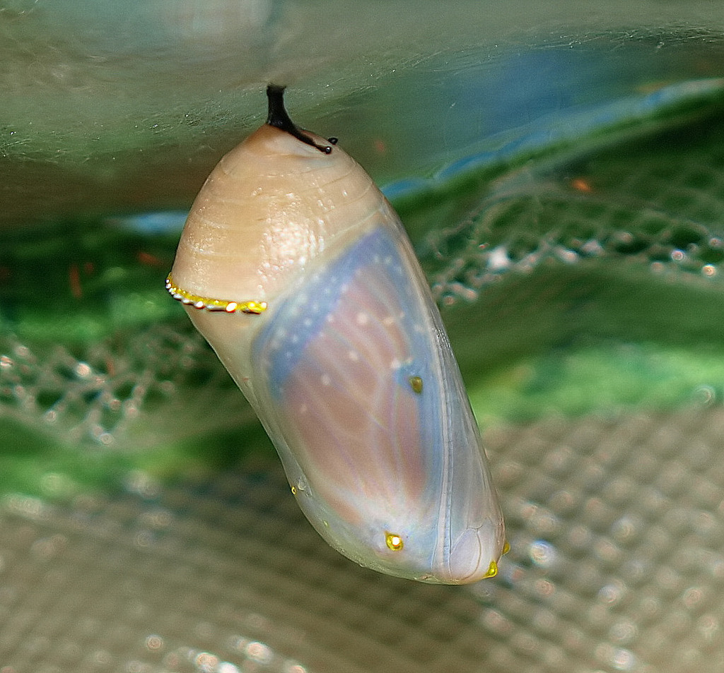 Queen from Leicester St, Garland, TX, USA on September 1, 2019 at 08:34 ...