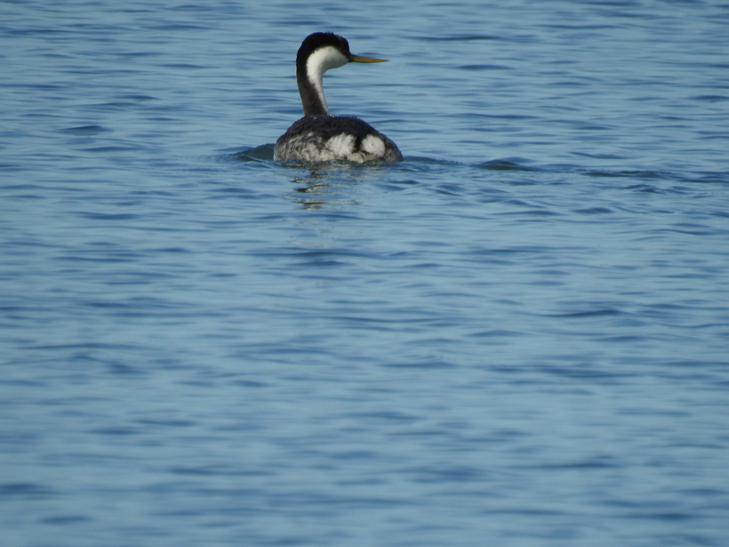 Western Grebe from Albany Bulb, Alameda, California, United States on ...