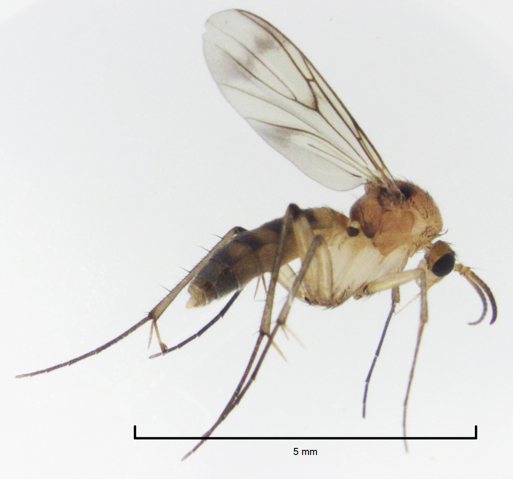 Leia arsona (Madeira Nematocera) · iNaturalist