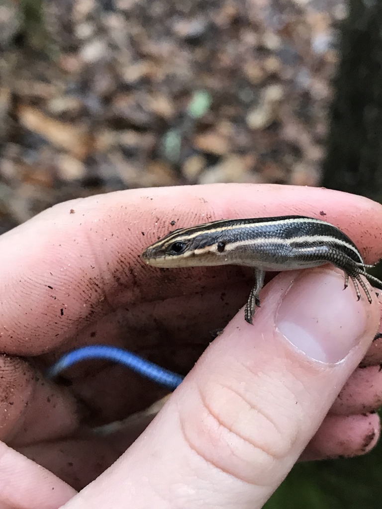 Common Five-lined Skink in January 2020 by evangrimes · iNaturalist