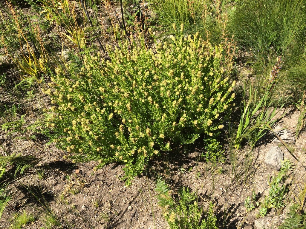 Psoralea parviflora from Jonkershoek, Cape Winelands, South Africa on ...