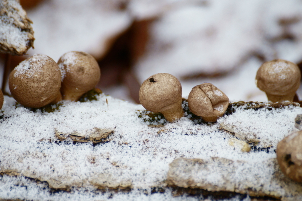 Pear-shaped Puffball from Gander Mountain FP, Lake County, IL, USA on ...