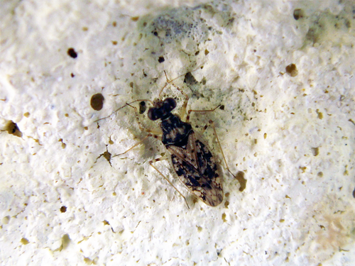 Genus Leptopus · iNaturalist