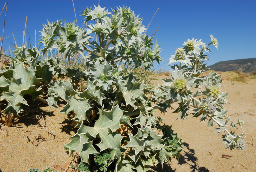 Sea Holly (Eryngium maritimum) - Botanical Realm