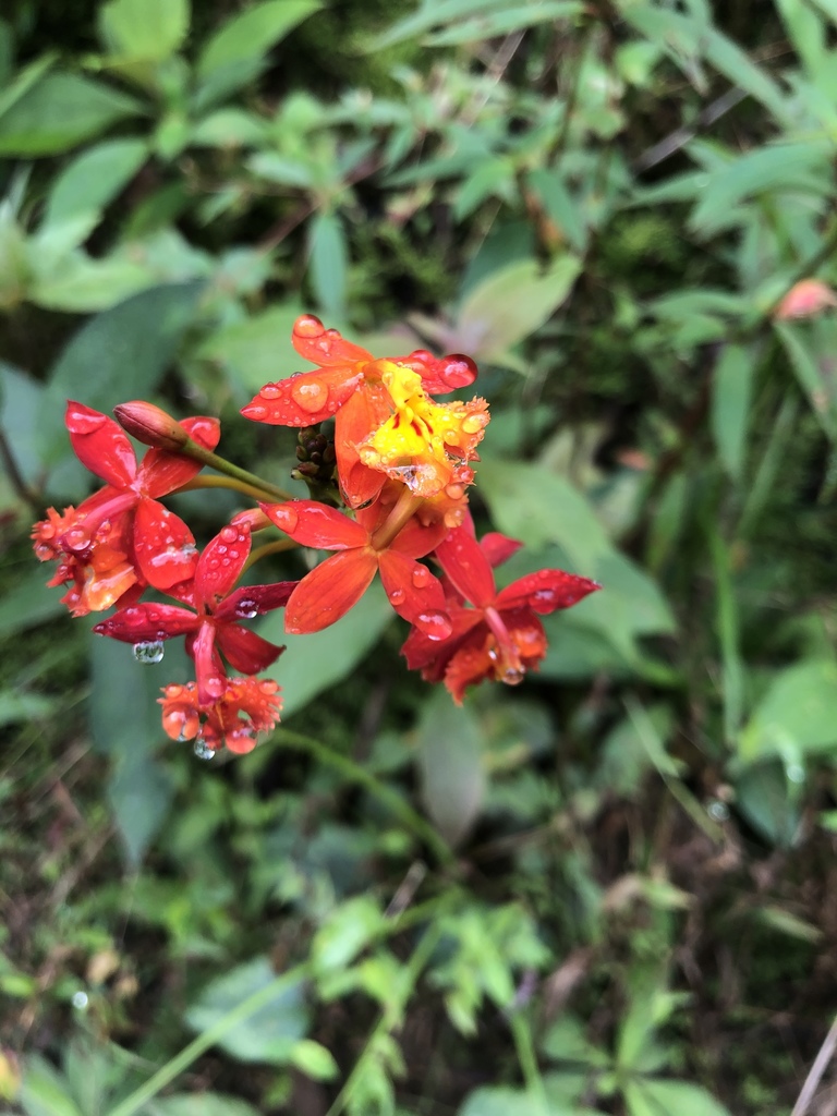 Fire-star orchid from Turrialba, Cartago, CR on January 03, 2020 at 09: ...