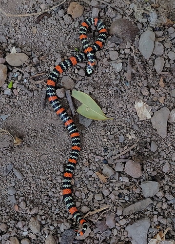 Merida Coralsnake (Micrurus meridensis) - Snakes and Lizards