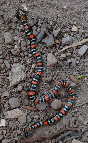 Merida Coralsnake (Micrurus meridensis) - Snakes and Lizards