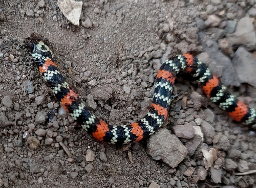 Merida Coralsnake (Micrurus meridensis) - Snakes and Lizards