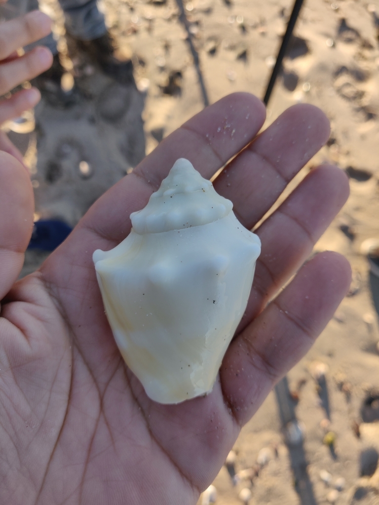 Eastern Pacific fighting conch from Guaymas Municipality, Sonora ...