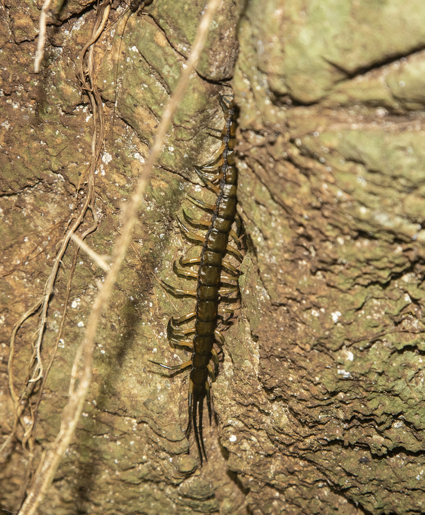 Pacific Giant Centipede from Trân Châu, Cát Hải, Hải Phòng, Vietnam on ...