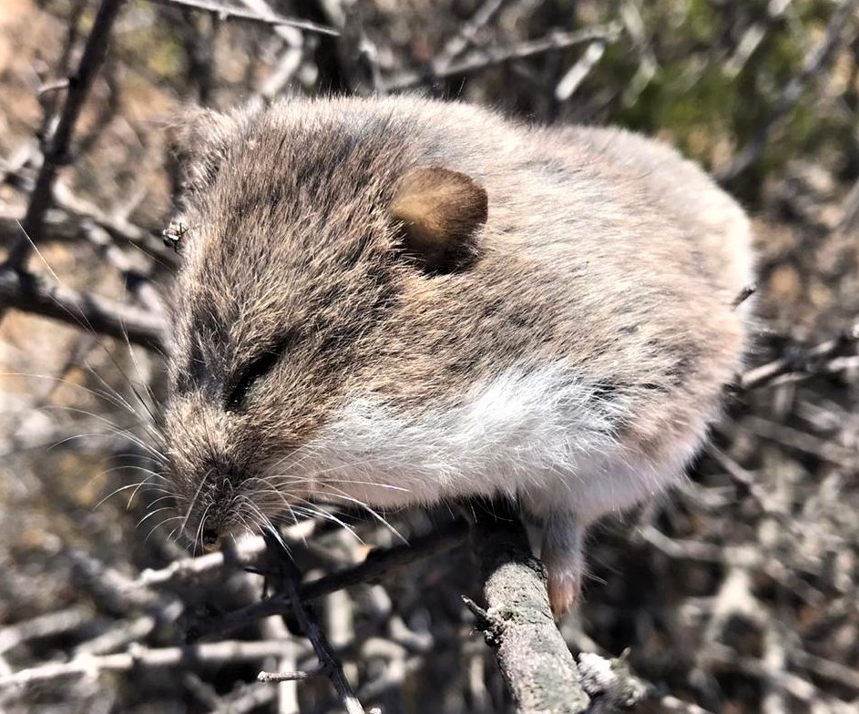 Southern African Pouched Mouse from Lulufontein Reserve, Klein Karoo ...
