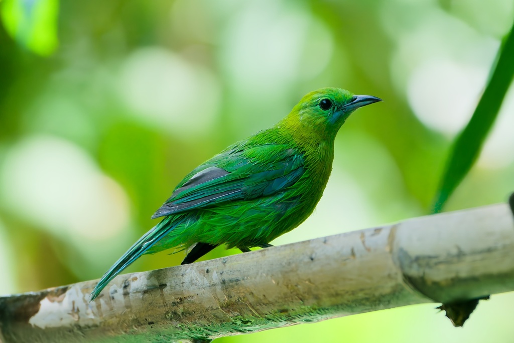 Blue-winged Leafbird from Yingjiang County, Dehong Dai and Jingpo ...