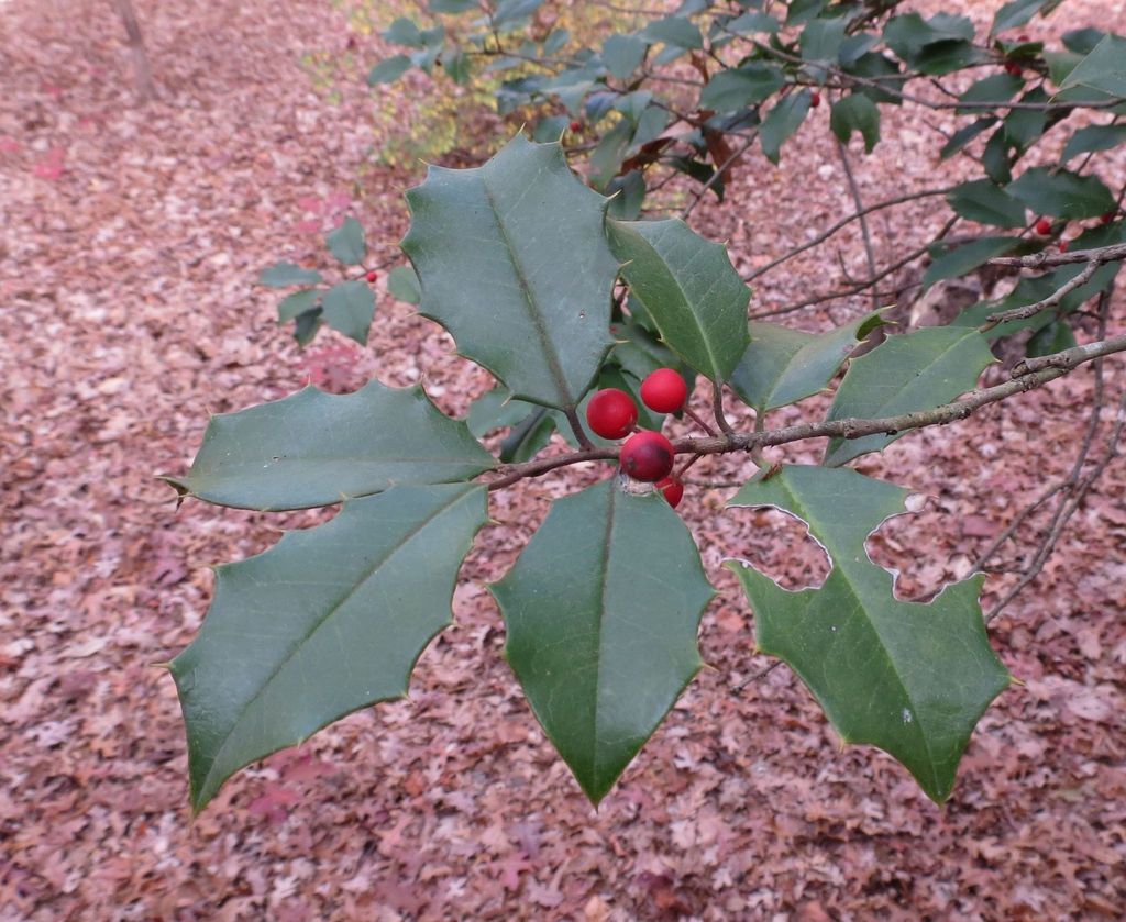 American holly from old gun, va United States on November 24, 2013 by ...