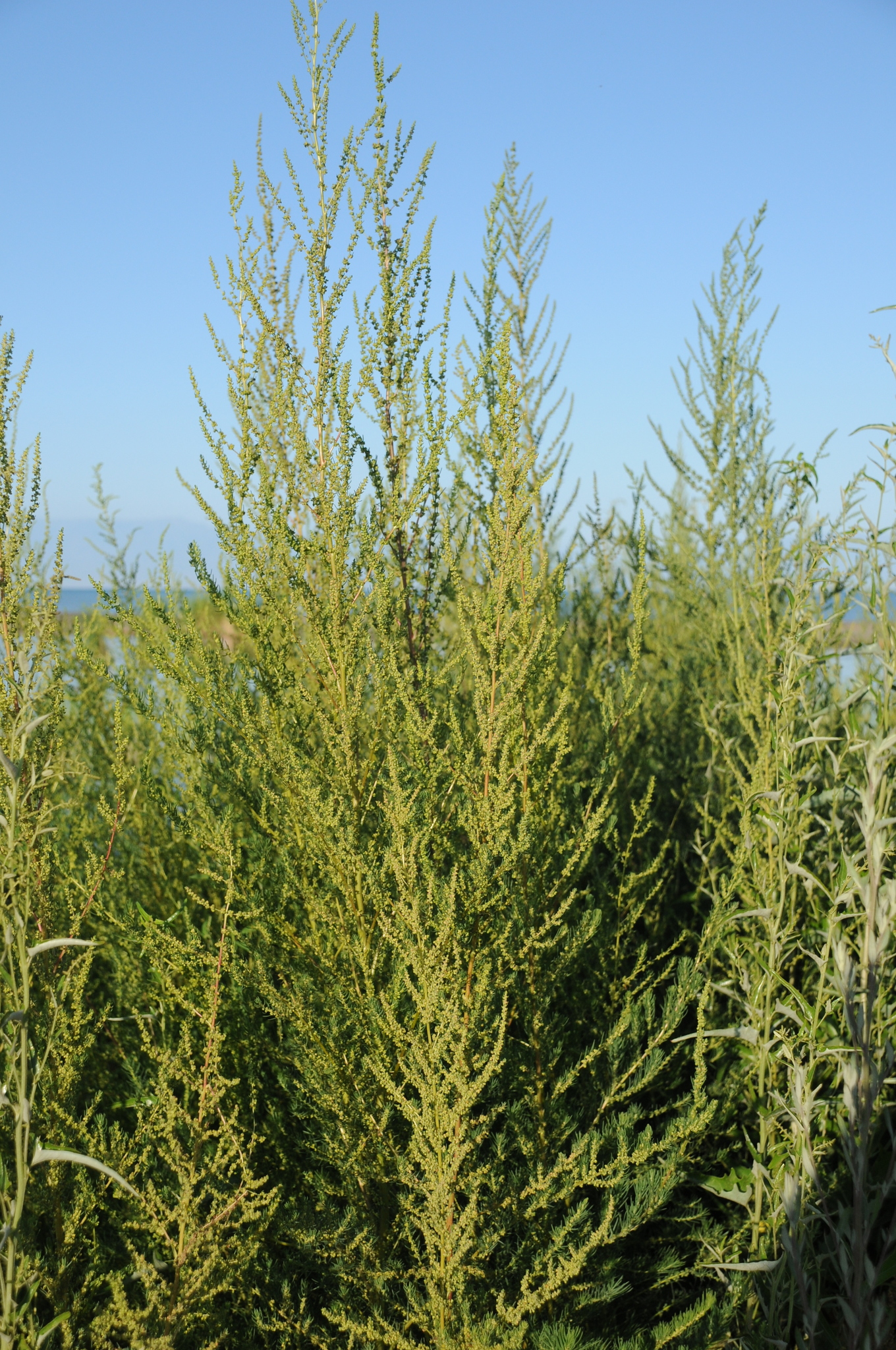 Suaeda altissima (L.) Pall.