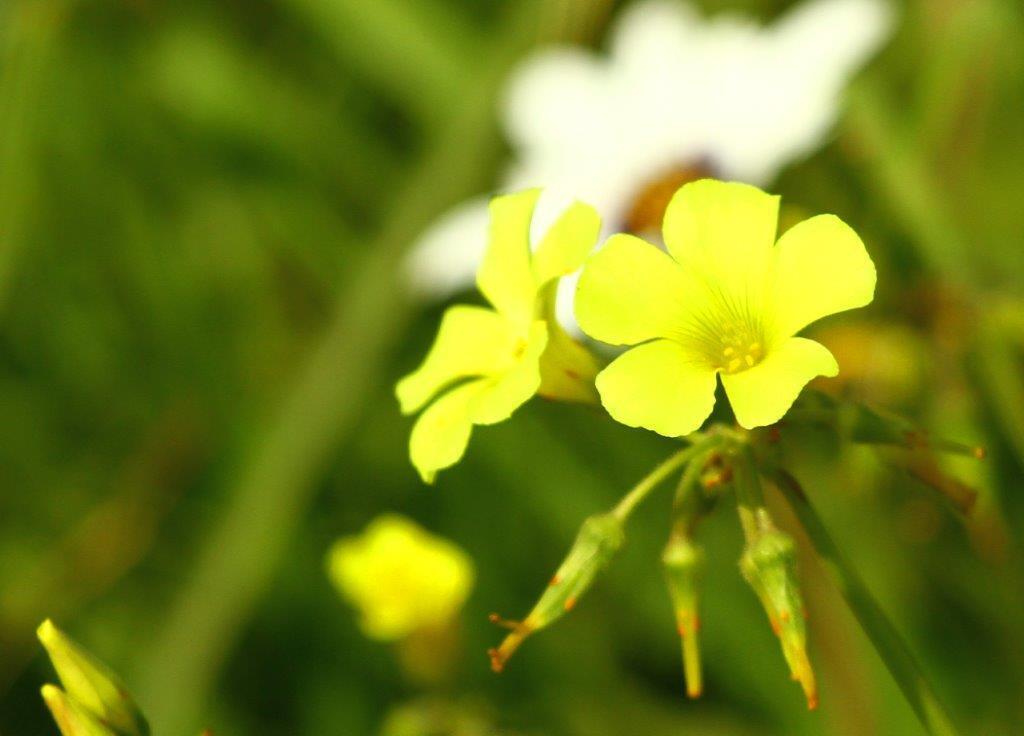 Bermuda buttercup from West Coast District Municipality, South Africa ...