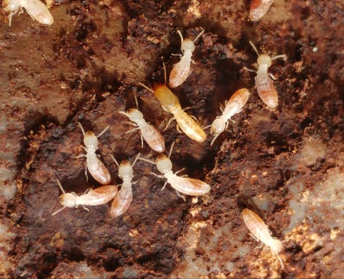 Reticulitermes clypeatus · iNaturalist