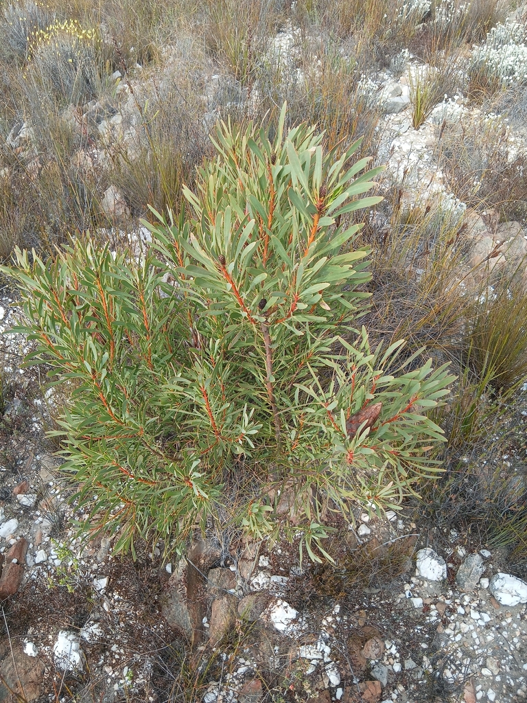 Common Sugarbush from Doornkloof Private Nature Reserve, Doornkloof ...
