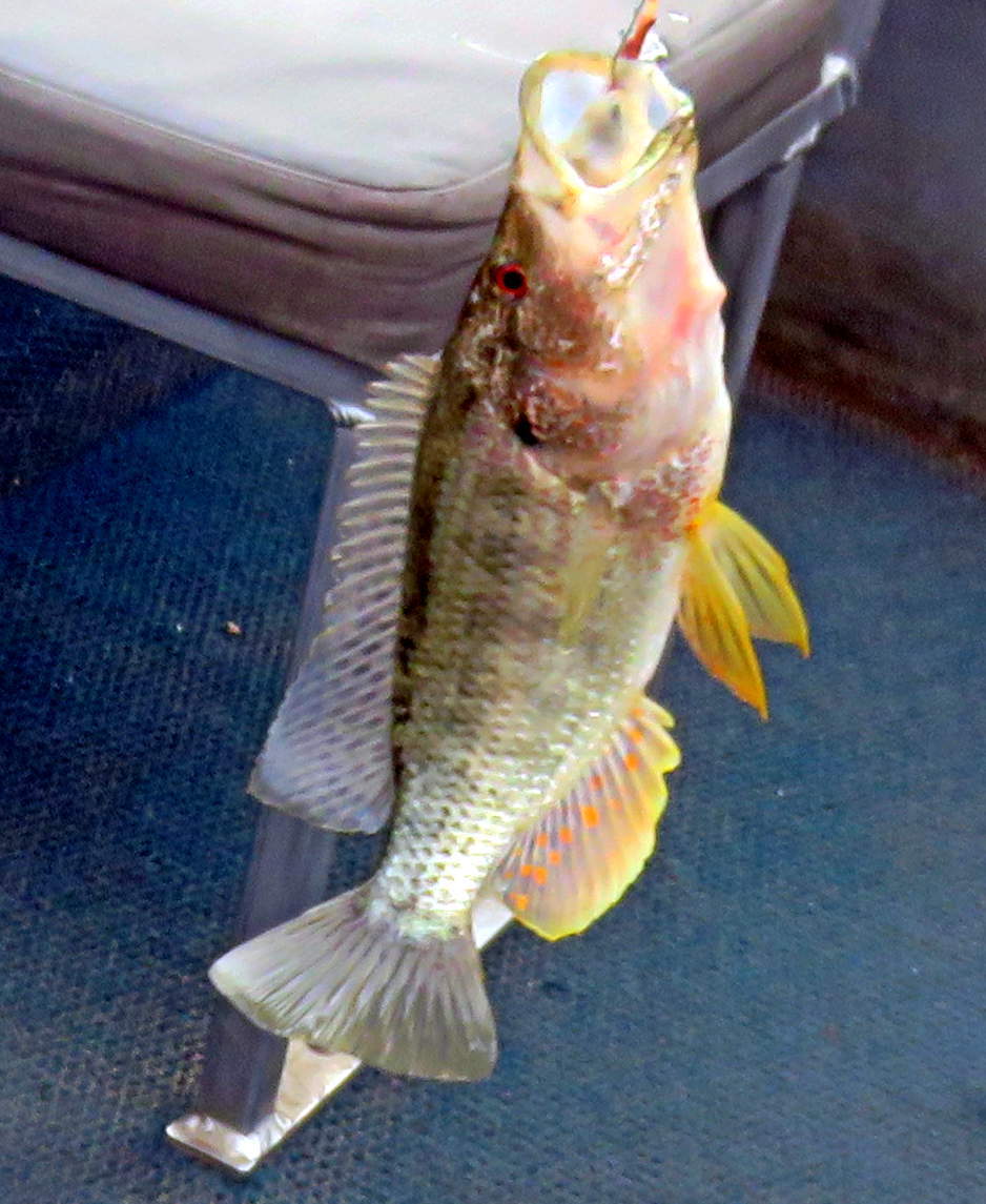 Serranochromis angusticeps (Boulenger, 1907)