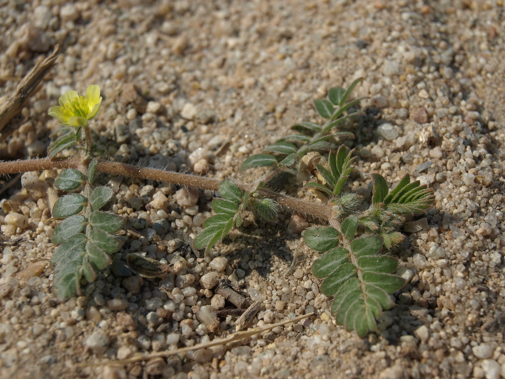 Puncturevine (Black Hills Invasive Plant Guide) · iNaturalist