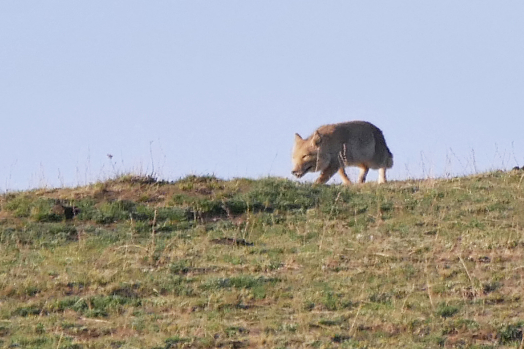 Tibetan Fox (Vulpes ferrilata) - Know Your Mammals