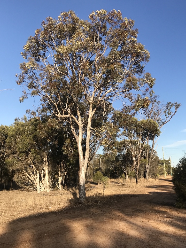 wandoo (Eucalyptus wandoo) - Botanical Realm
