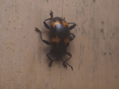 Genus Parindalmus · iNaturalist