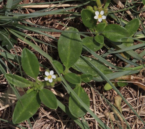 Subspecies Limeum viscosum transvaalense · iNaturalist