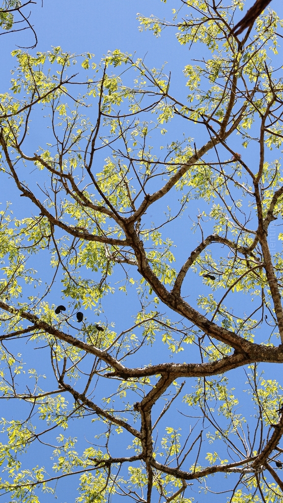 Pacara Earpod Tree from Brejão - PE, Brasil on November 13, 2025 at 09: ...