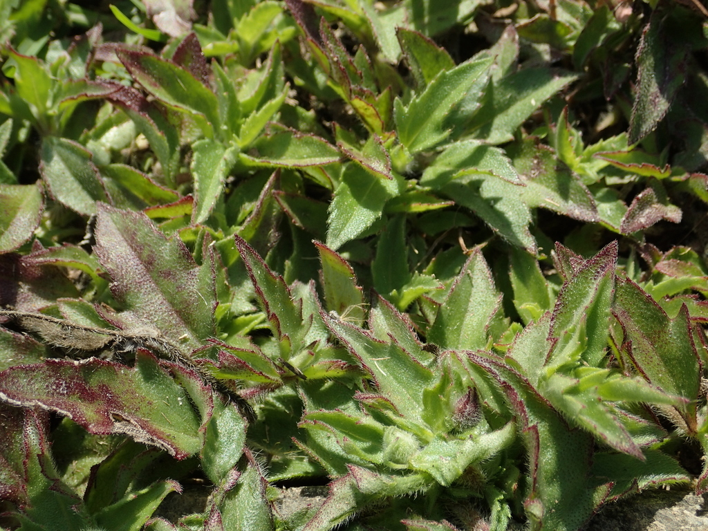 Tridax daisy (Tridax procumbens) - Botanical Realm