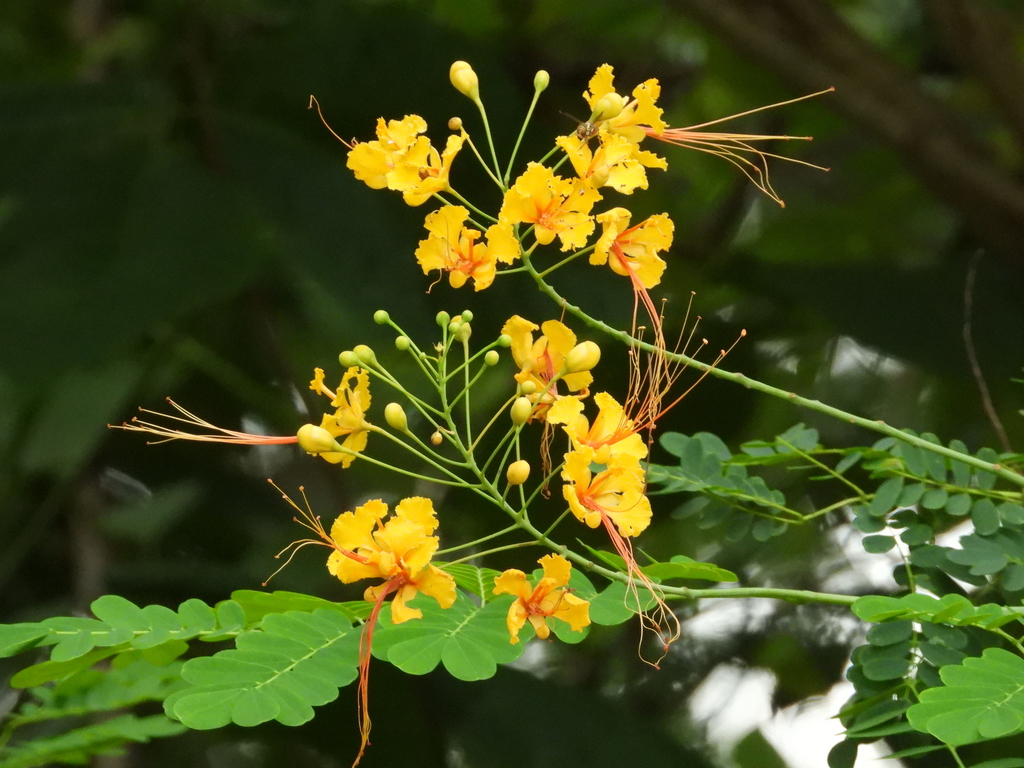 peacock flower (Caesalpinia pulcherrima) - Botanical Realm