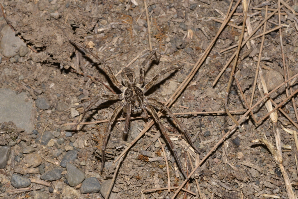 Union-Jack Wolf Spiders from Buccarumbi NSW 2460, Australia on January ...