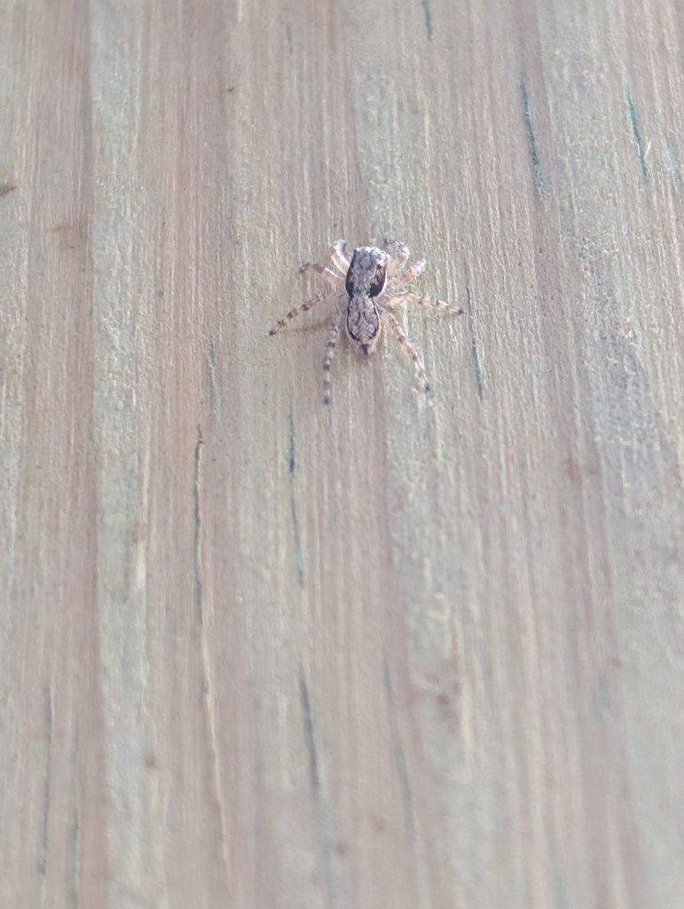 Gray Wall Jumping Spider in November 2025 by pat-gar · iNaturalist