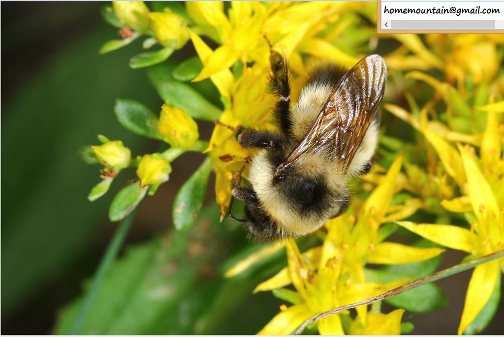 Lanzhou Bumble Bee from Wuling Mountain on June 25, 2019 at 06:35 PM by ...