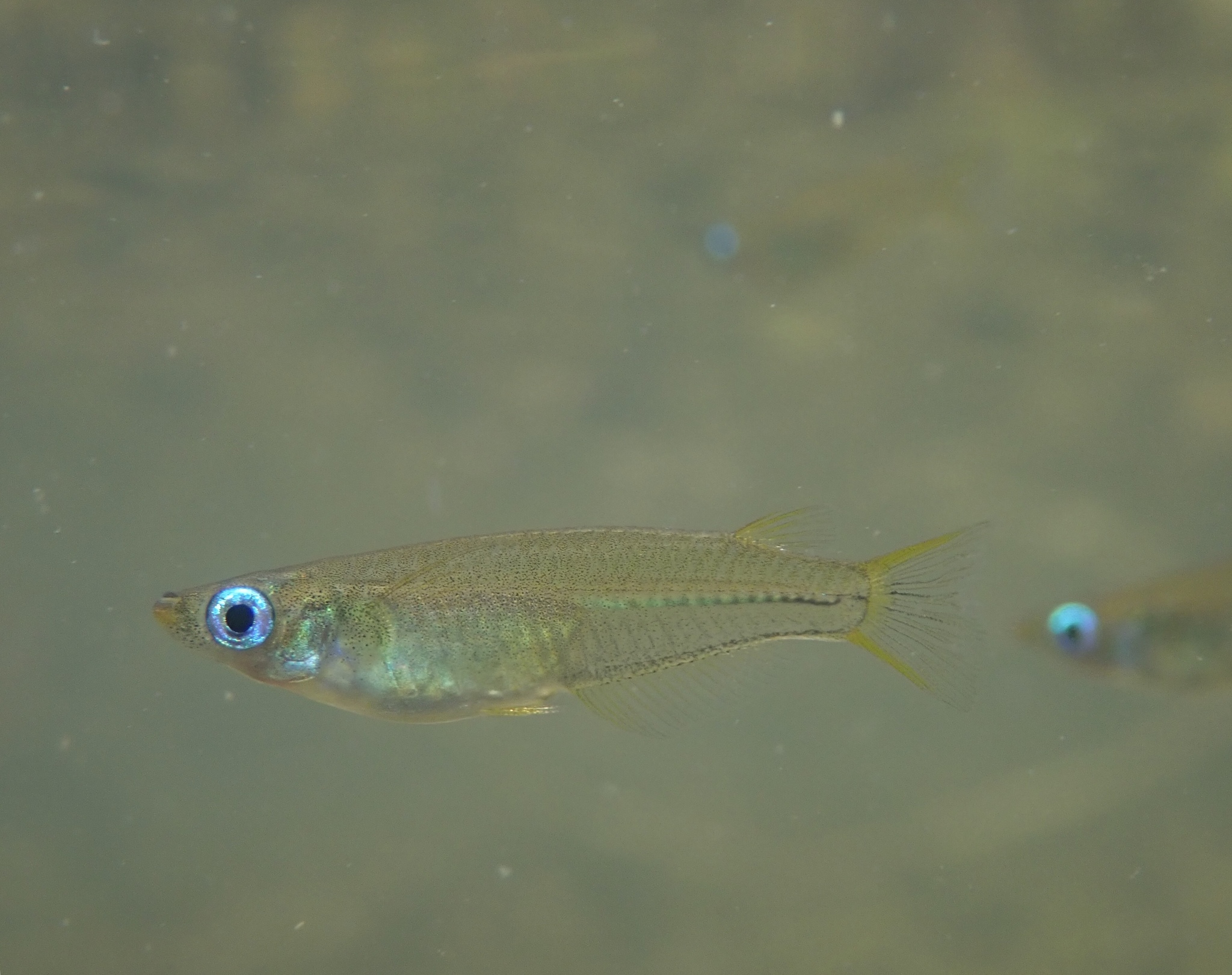 Oryzias curvinotus (Nichols & Pope, 1927)