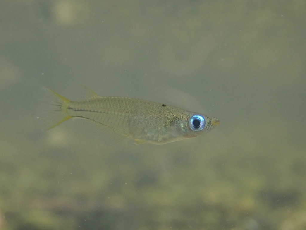 Hainan medaka in January 2020 by Tse Chung Yi · iNaturalist