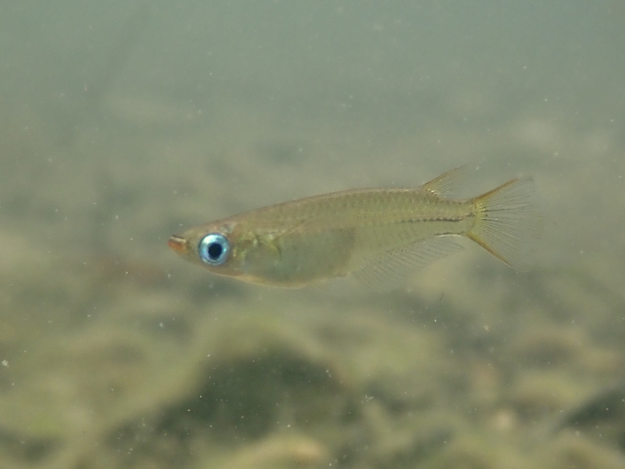 Oryzias curvinotus (Nichols & Pope, 1927)