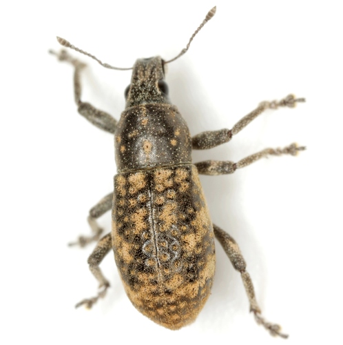 Brown Leaf Notcher (Epicaerus mexicanus)