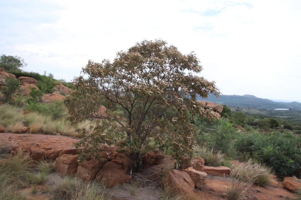 Lavender Feverberry (Croton gratissimus) - Botanical Realm