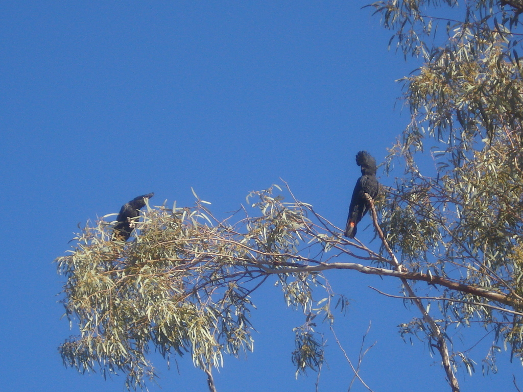 Inland Red-tailed Black Cockatoo from Alice Springs NT, Australia on ...