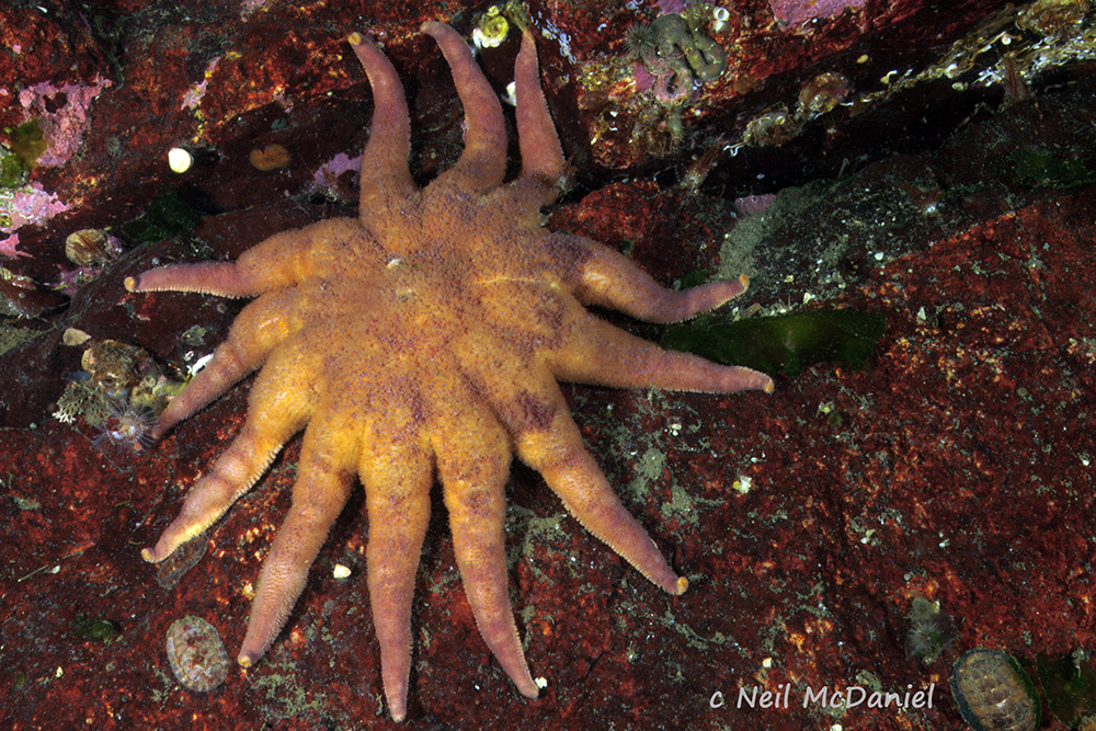 Morning sun star from Florence Cove, Hole in the Wall, BC, Canada on ...