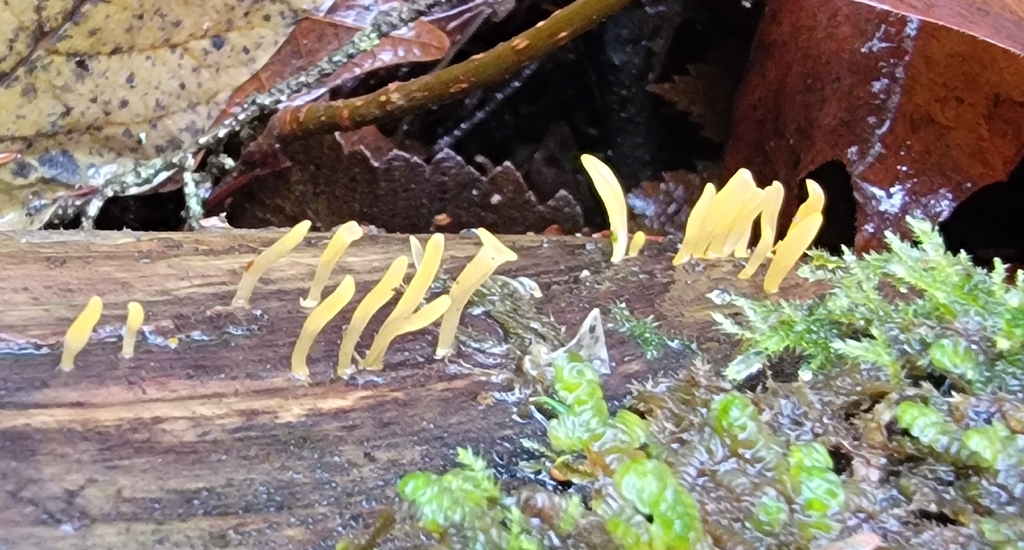 Calocera sinensis from Union Hill-Novelty Hill, WA, USA on November 13 ...