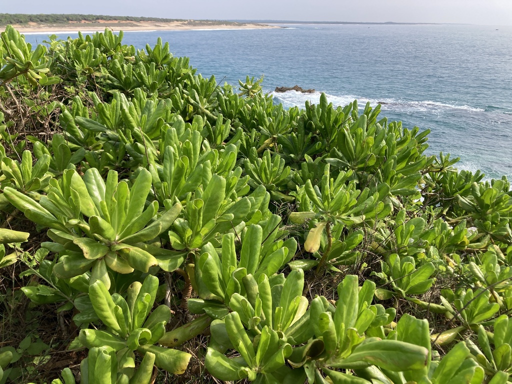 beach naupaka from Bundala National Park, Hambantota, Sri Lanka on ...