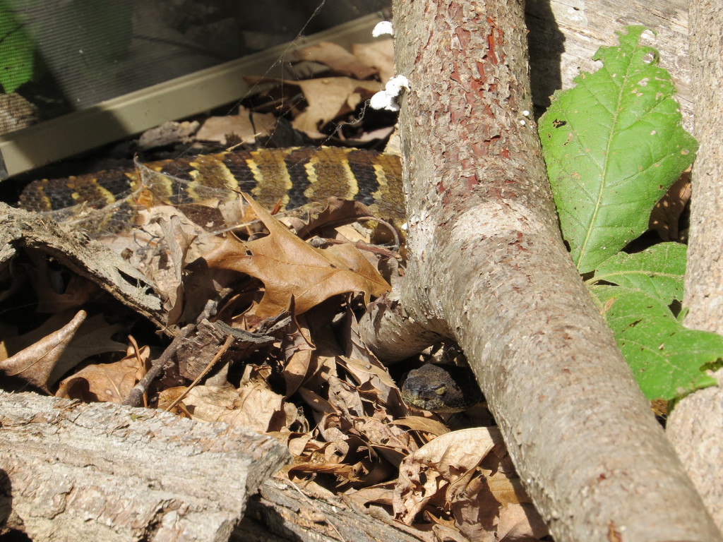 Timber Rattlesnake in July 2019 by Craig Biegler · iNaturalist