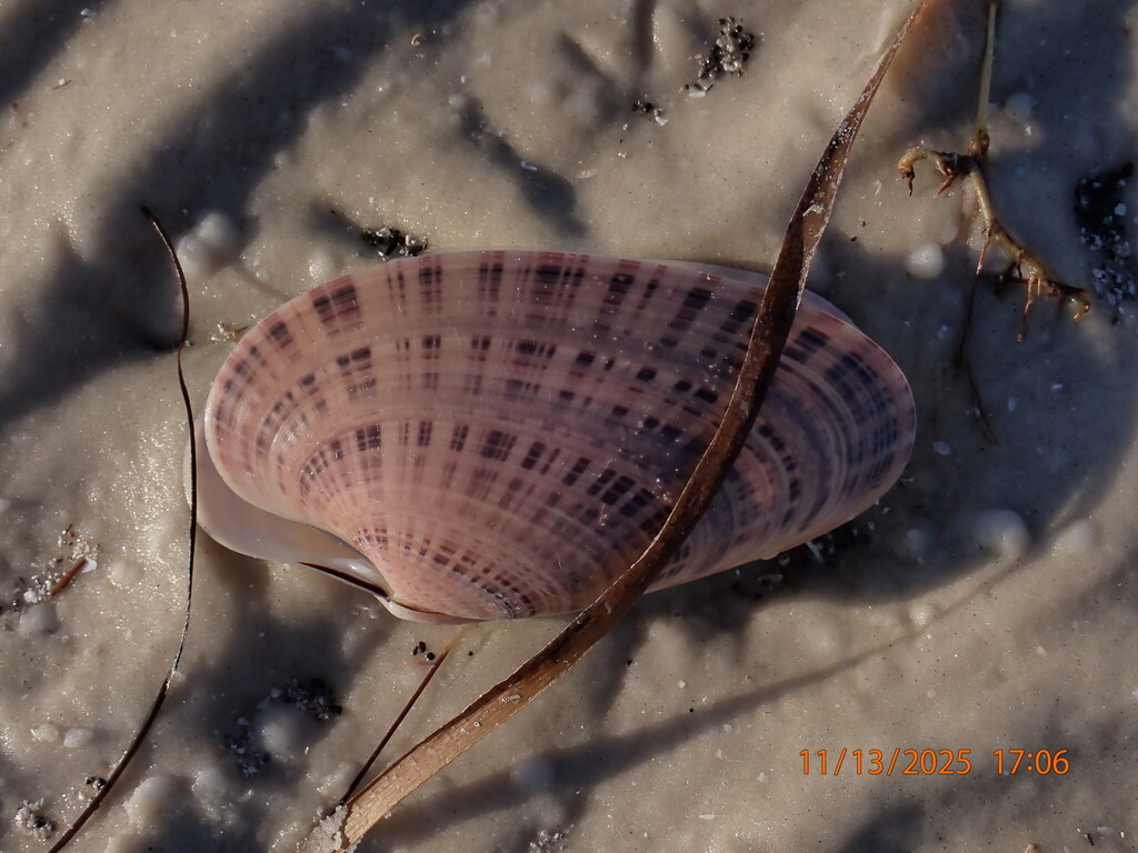 Sunray Venus Clam from Pasco County, FL, USA on November 13, 2025 at 05 ...