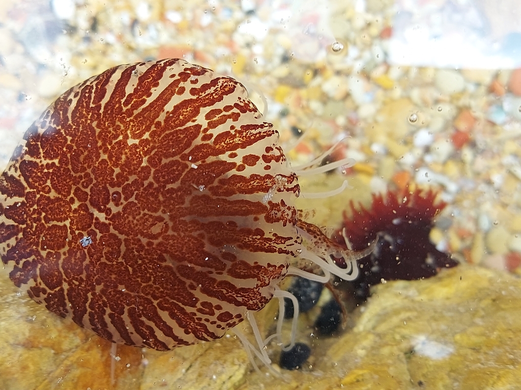 Australian Sea Nettle from Rotary Park, Bramble St, Eden NSW 2551 ...