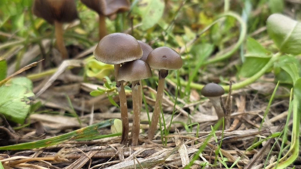 Psilocybe stuntzii in October 2025 by Taylor Routledge · iNaturalist
