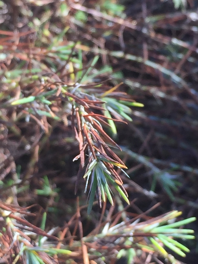 Whitlow-wort (Paronychia virginica) - Botanical Realm