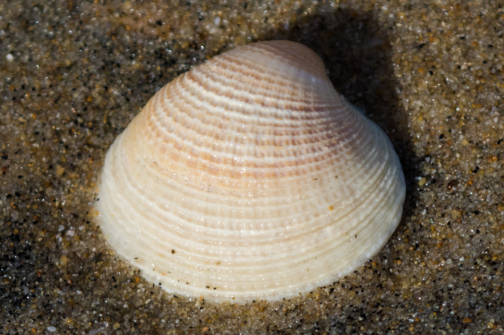 Wavy Chione (China Cove Organisms) · iNaturalist