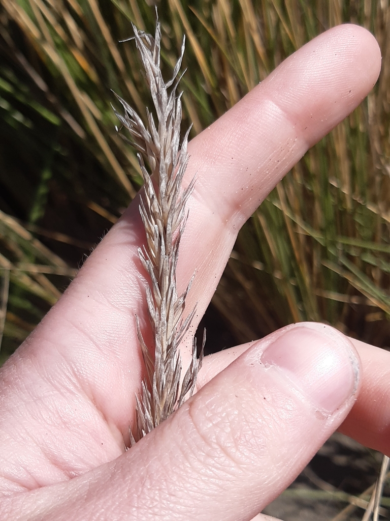 European marram grass from Le Bons Bay 7583, New Zealand on November 14 ...