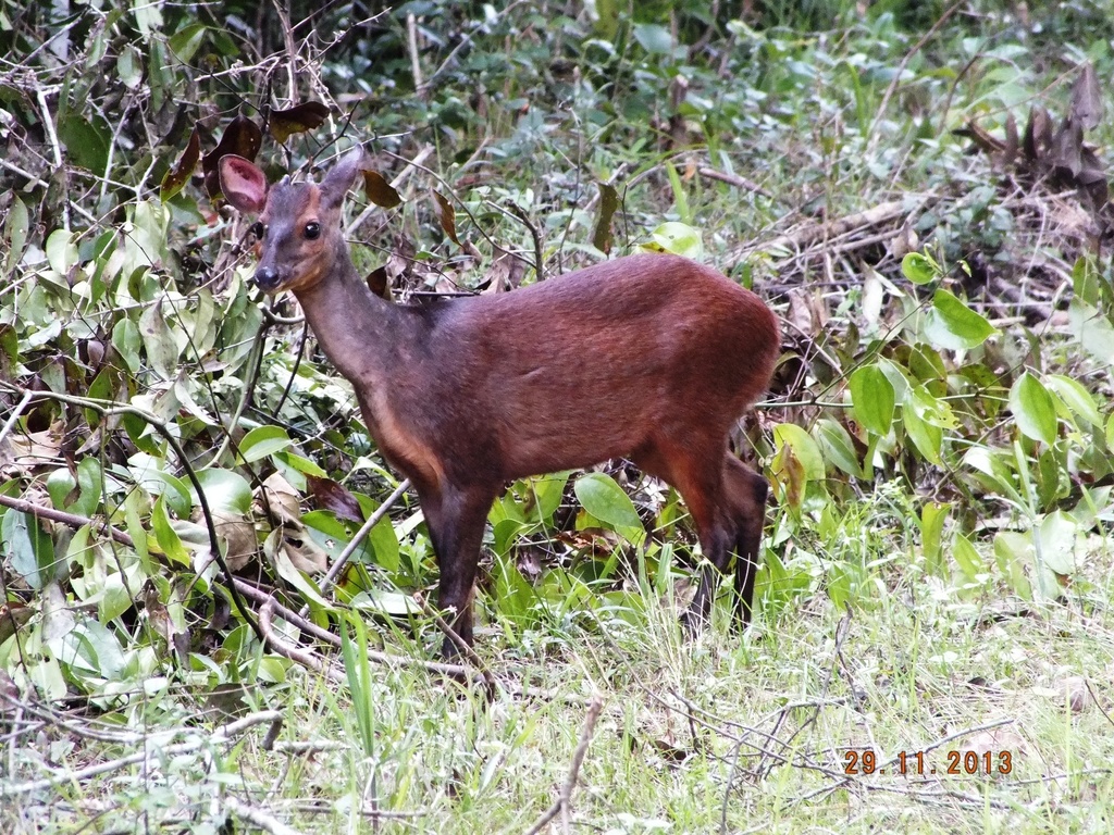 Central American Red Brocket from Yalbac, Orange Walk District, Belize ...